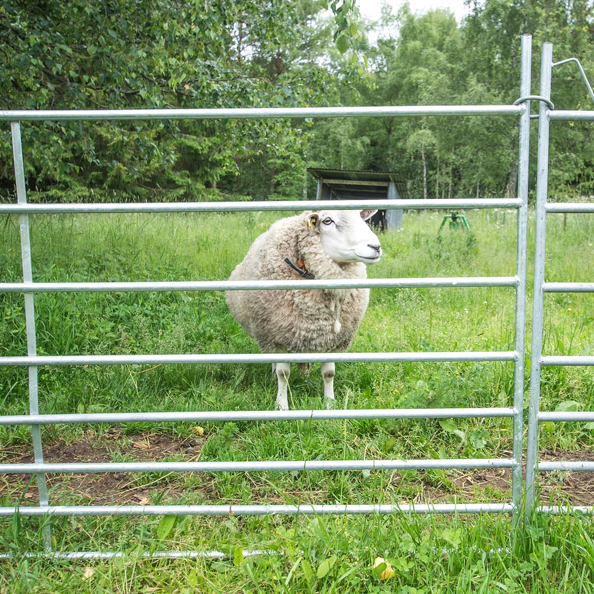 Moveable sheep gate, galvanised, 1.5 m