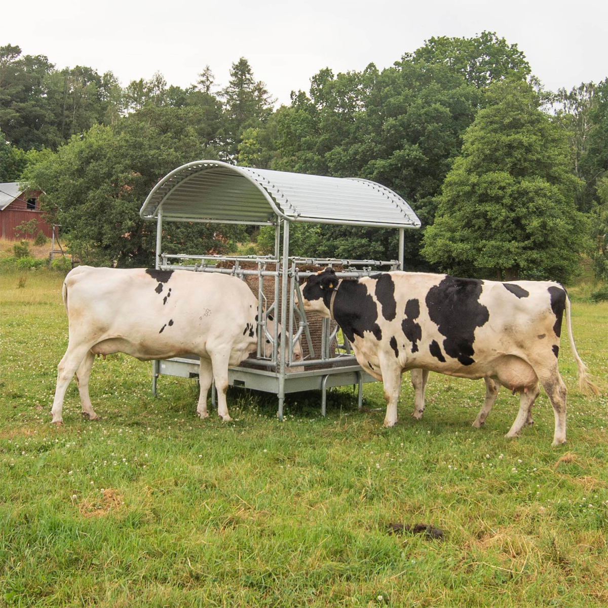 Roofed feeder, galvanised and with self-locking headgates for cattle ...